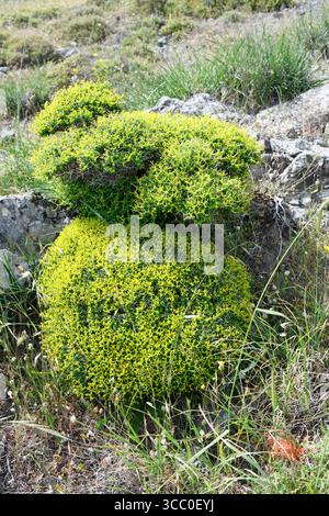 Greek spiny spurge (Euphorbia acanthothamnos) is an spiny shrub endemic ...