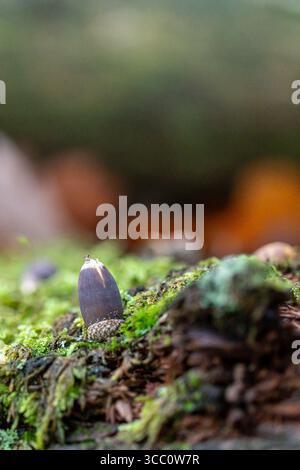acorn lies on the moss of the autumn forest Stock Photo - Alamy