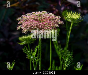 A closeup of purple flowers against the dark green blurry background ...