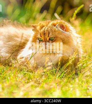 Fluffy british longhair cat close-up portrait looking direct into ...