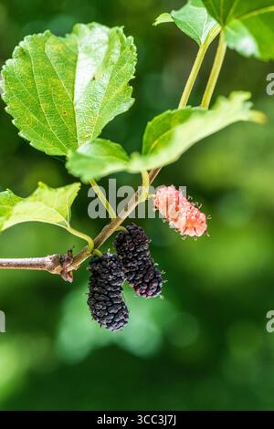 Close-up of fresh mulberry in bucket Stock Photo - Alamy