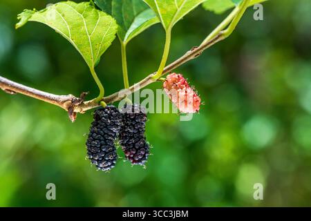 Ripe mulberries close-up Stock Photo - Alamy