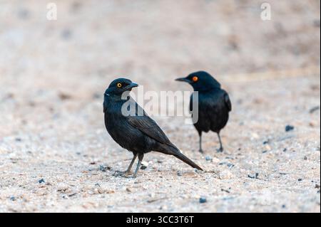 Two pale-winged starlings - Onychognathus nabouroup- in Namibia Stock ...