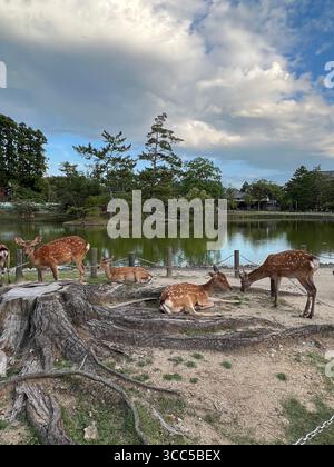 Tree Roots in Nara Park in Nara japan Stock Photo - Alamy