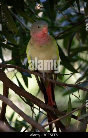 the princess Alexandras parrot has a pink neck and a light blue head ...