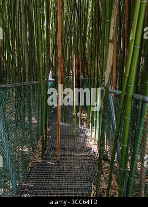 Bamboo plants, evergreen perennial flowering plants Stock Photo - Alamy