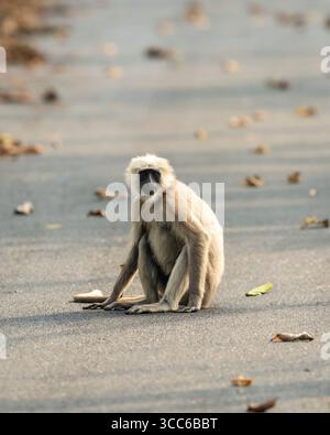 Tarai Gray Langur, Semnopithecus hector, Cercopithecidae, Royal Bardia ...