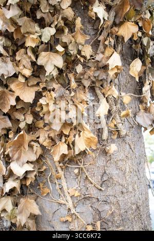 Dead ivy leaves on the trunk of a tree Stock Photo - Alamy