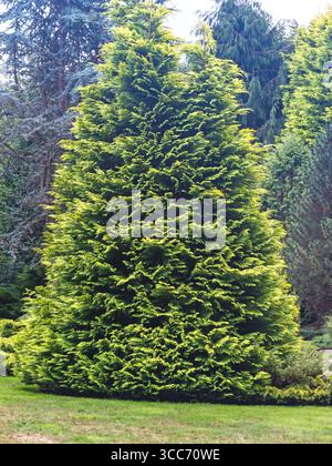 Lawson's cypress tree (Chamaecyparis lawsoniana Stock Photo - Alamy