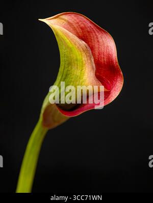 Calla lily on black background Stock Photo - Alamy