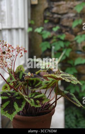 Begonia 'green gold' Stock Photo - Alamy
