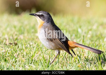 Male Cape Robin-chat, Cape Robin, (Cossypha caffra) on sprinkler ...