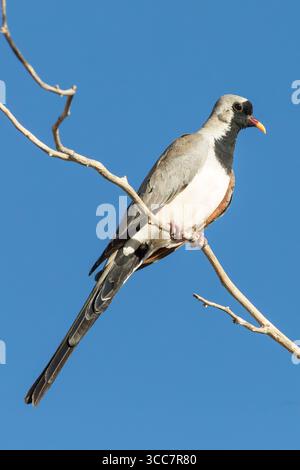Male Namaqua dove Oena capensis sunbathing on the ground. Oiseaux du ...