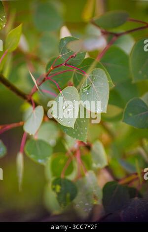 Soft backlit wild green leaves. Wood from the north of Portugal Stock ...