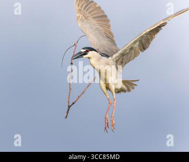 A beautiful shot of black-crowned night herons sitting on the rock ...