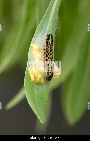 Cotesia glomerata cocoons, a parasitic wasp known as the white ...
