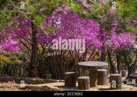 Blooming Azaleas trees in Arashiyama Park Kameyama Area, Sagakamenoocho ...