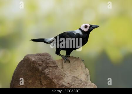 Coleto, Sarcops calvus Stock Photo - Alamy