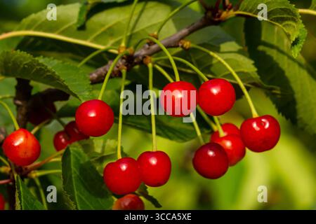 Branches with sweet red cherries and green leaves. Cherry tree Stock ...