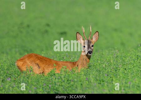 A scenic view of a roe buck deer crossing the road against green grass ...