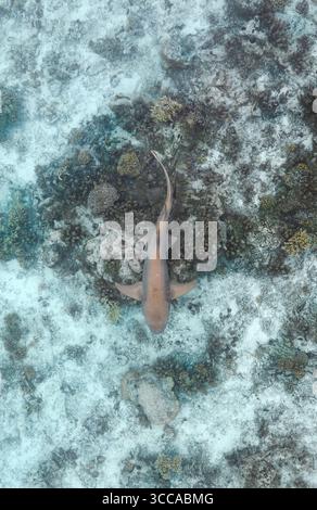 Aerial view of a shark swims gracefully over the mottled seabed, its ...