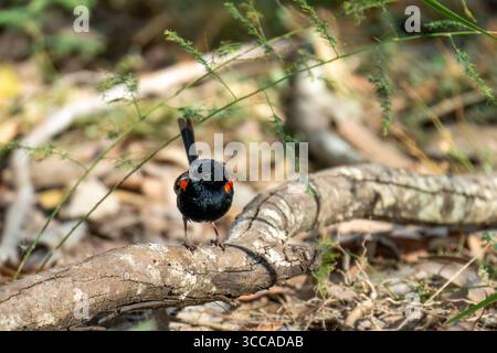 A closeup of a red-backed fairywren bird perching on a tree branch ...