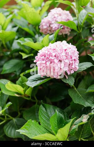 Blooming Green Hydrangea Flower Cluster, Natural Botanical Background ...