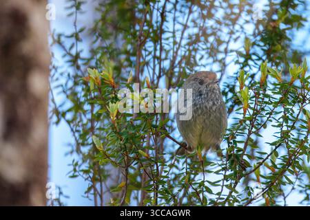 Birds of Australia including finches, thornbills, shelducks ...