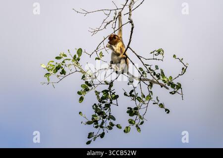 Proboscis monkey (Nasalis larvatus), Kilanas, Bandar Seri Begawan ...