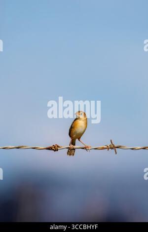 A variety of Australian native birds including wrens, parrots ...