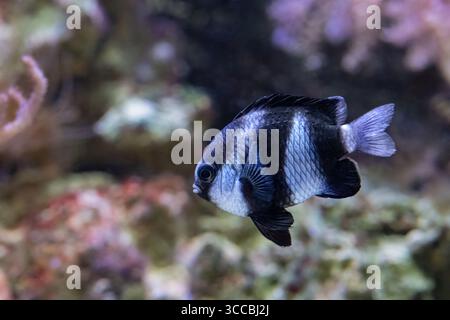 Dascyllus aruanus, known commonly as the whitetail dascyllus Stock ...
