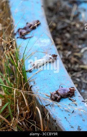 Mouse carcass consumed by maggots Stock Photo - Alamy