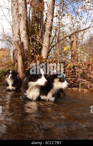 Three dogs are swimming in a river Stock Photo - Alamy