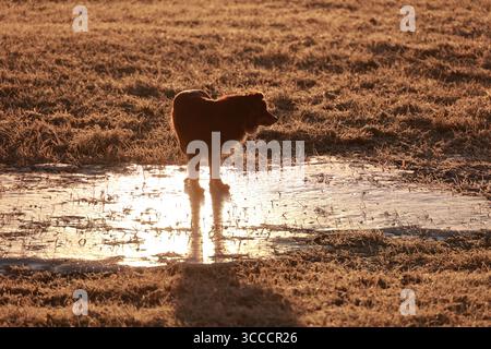 Cattle with a puddle. Cattle with a puddle. A dog in the grass in ...
