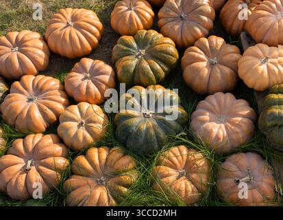 Many large orange pumpkins lie in the straw. Autumn street decoration ...