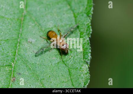 Signal Fly, Rivellia sp Stock Photo - Alamy