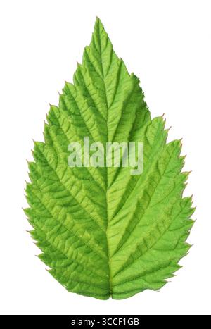 One green raspberry leaf isolated on white Stock Photo - Alamy