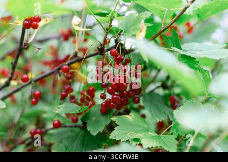Clusters of red currants hang from green leaves in a sunny garden. The ...