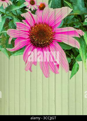big purple daisy with large petals blossomed in spring Stock Photo - Alamy