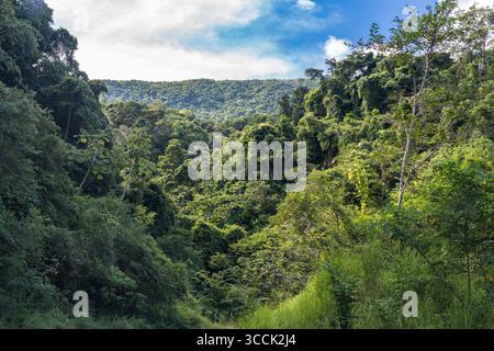 Tropical rainforest in the Sierra Madre del Sur Mountains of Oaxaca ...