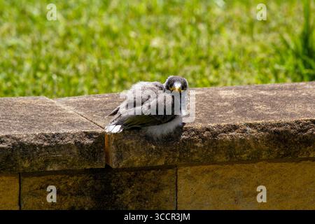 A Juvenile Australian Noisy Miner (Manorina melanocephala) perching on ...