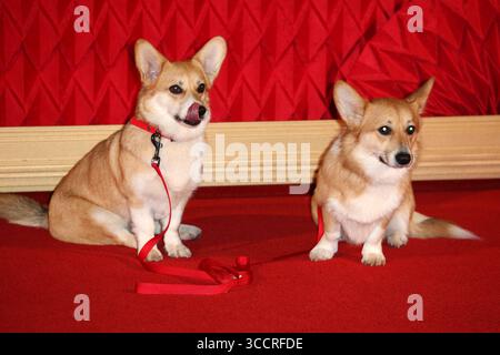 Corgis attends the World Premiere of season 2 of Netflix "The Crown" at ...