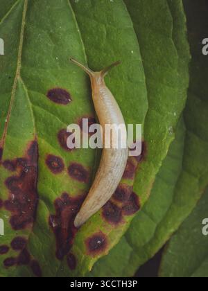 Milky Slug (Deroceras reticulatum Stock Photo - Alamy