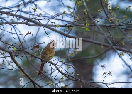 A bird perched on a tree branch surrounded by vibrant green foliage in ...