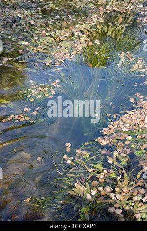 clear water flowing through wet land area of parkland Stock Photo - Alamy