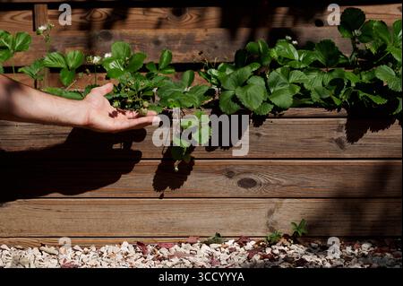 Hand holding an unripe green strawberry in a garden Stock Photo - Alamy