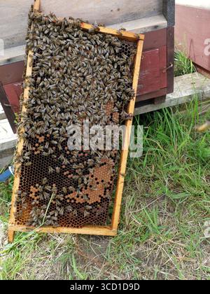 honeybees for a beekeeper at work for honey production honeybees for a ...