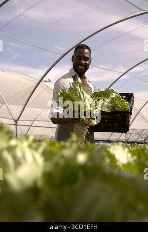 African american man farmer is engaged in growing ornamental cabbage ...