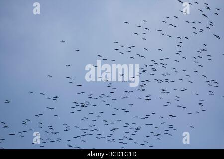 Seasonal stork migration on the blue sky.Background Stock Photo - Alamy
