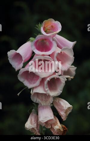 Digitalis is a genus of about 20 species of herbaceous perennials ...